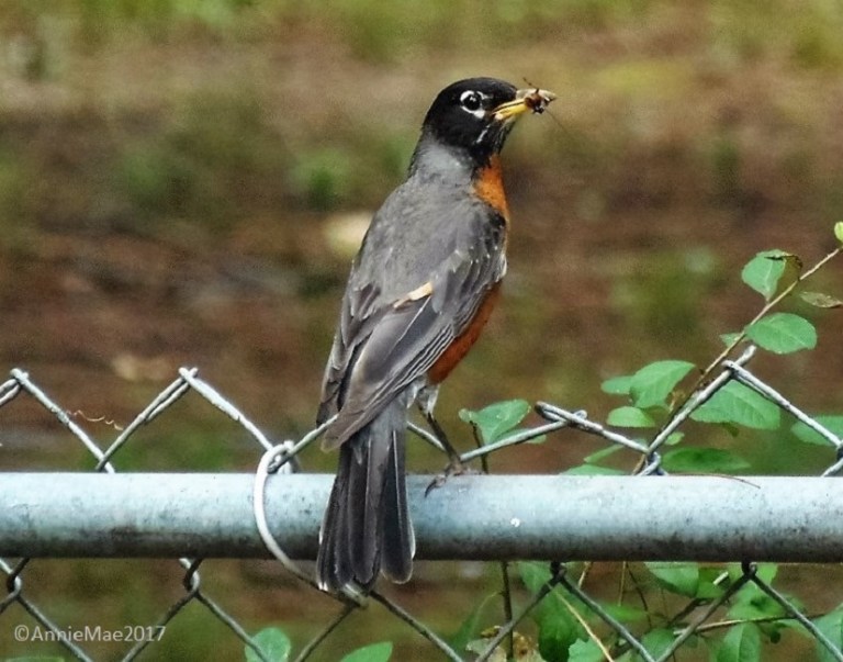 Dive bombing woodpecker – Little Things Matter